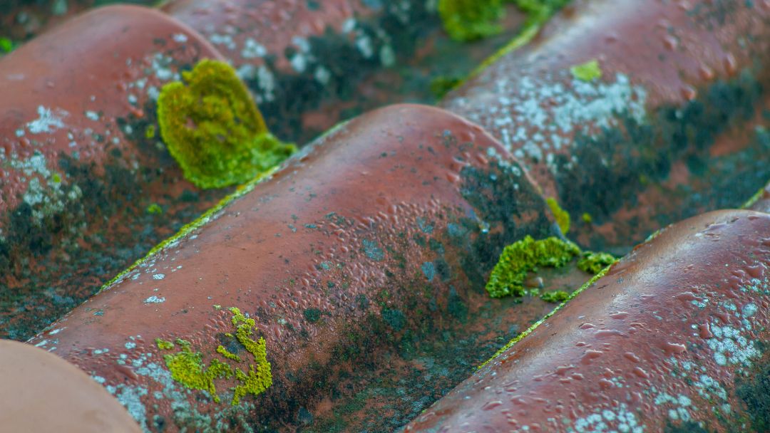 Algae Growth in Humid Climates: How Louisiana’s Weather Attacks Your ...